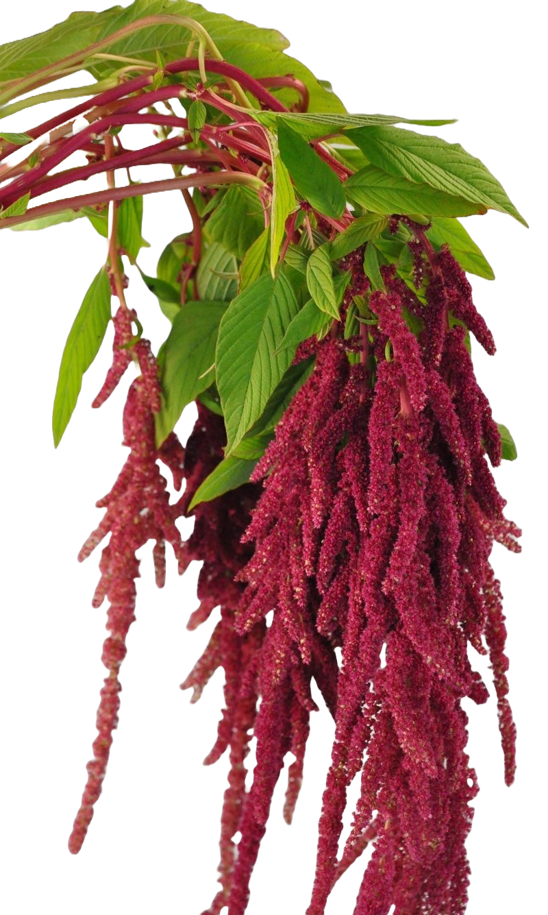 Amaranthus Hanging Red – Reemflora