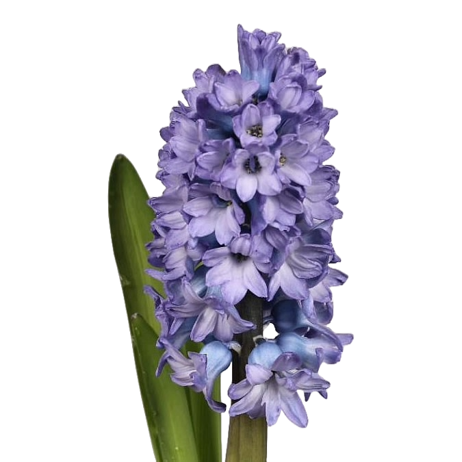 Hyacinthus Delft Blue Per Stem – Reemflora