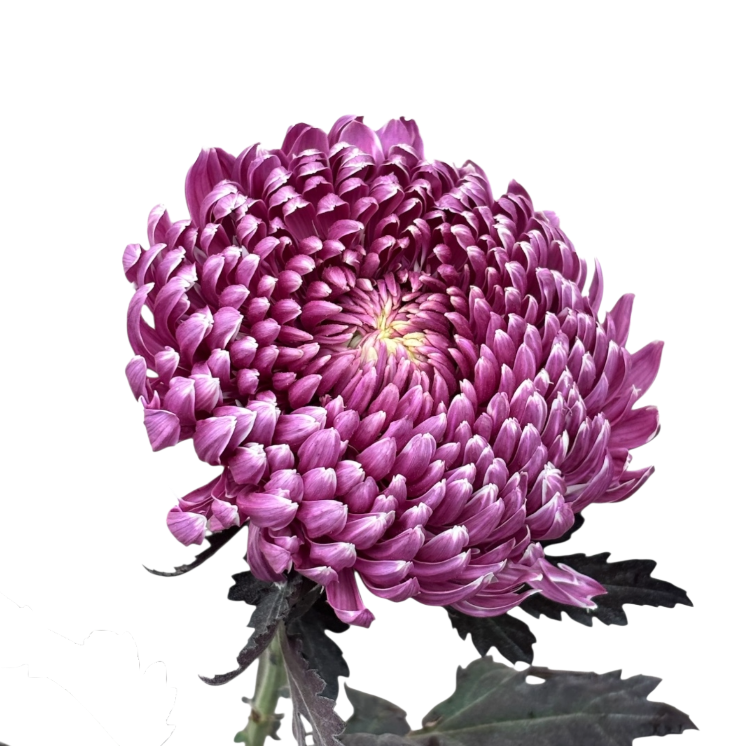 Chrysanthemum Tinted Imperial Violet Per Stem – Reemflora