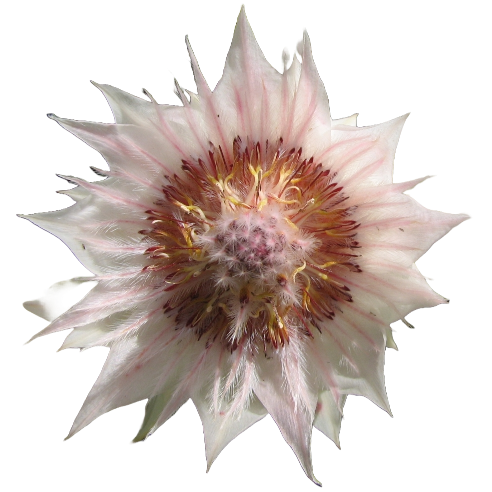 Protea Blushing Bride Pink – Reemflora