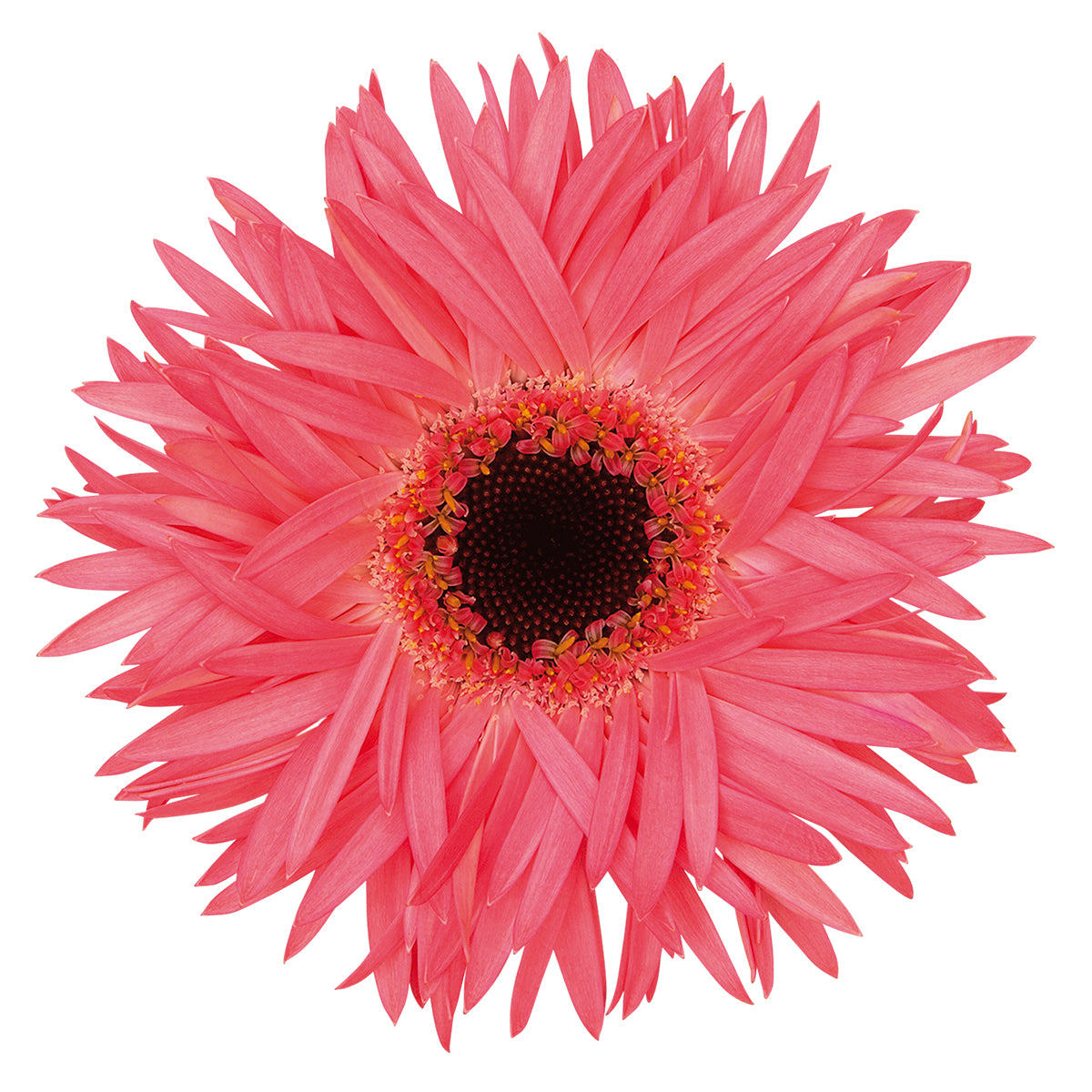 Gerbera Spectacle Per Stem – Reemflora