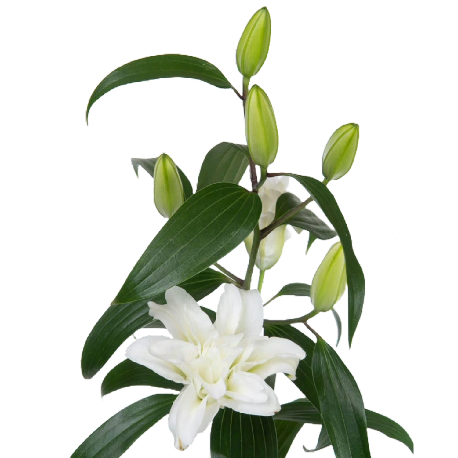 Lily Oriental Double Petal White Per Stem – Reemflora