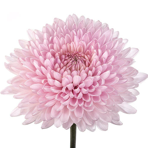 Chrysanthemum Single Pink – Reemflora