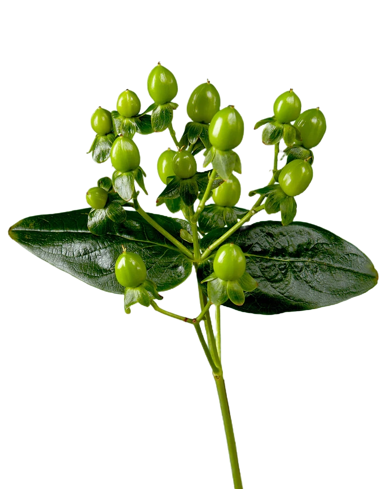 Hypericum Green Per Stem – Reemflora
