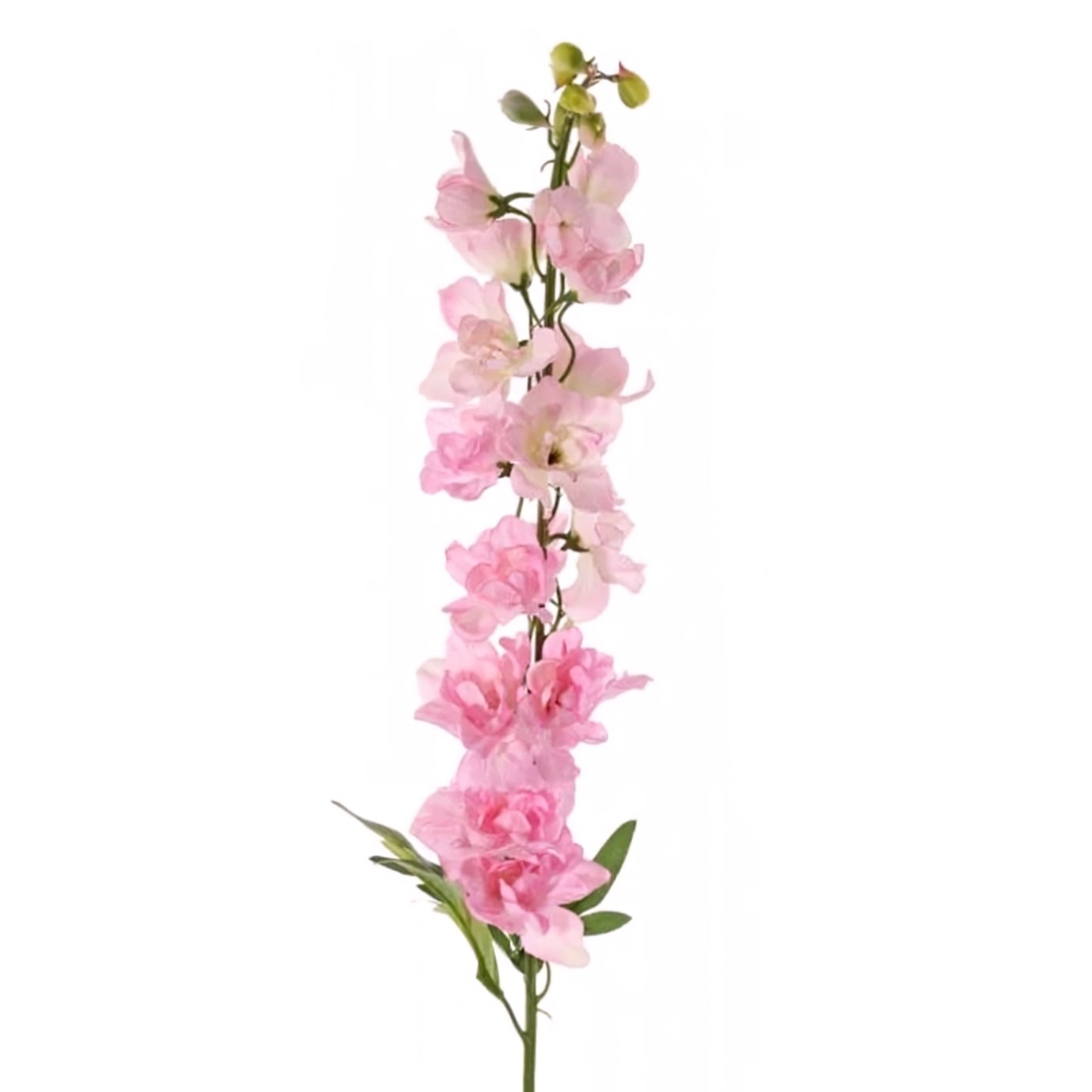 Delphinium Pink – Reemflora