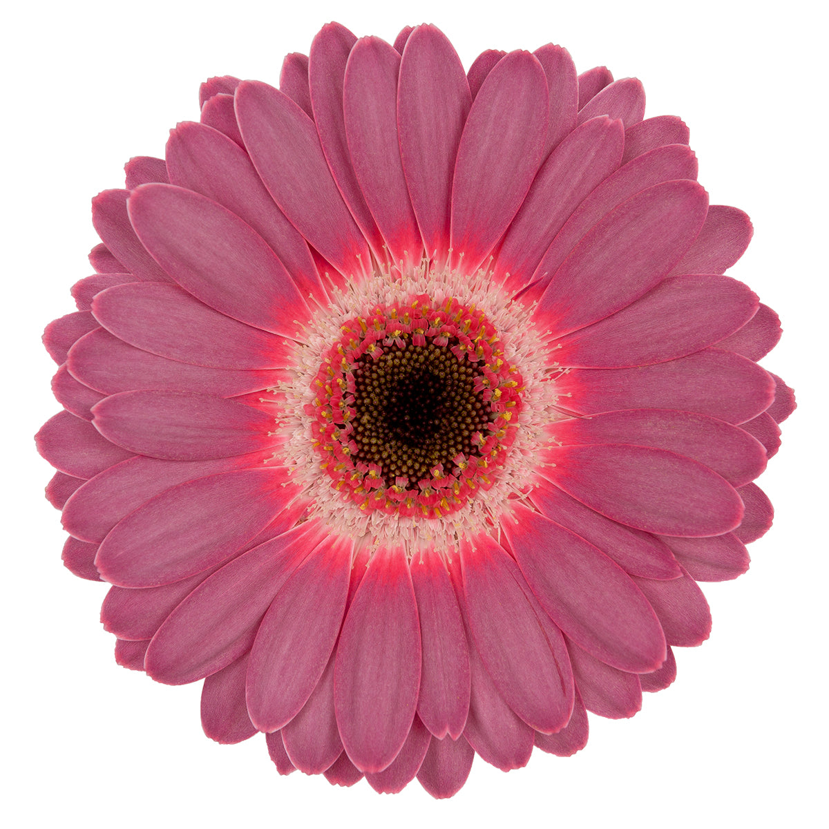 Gerbera Mini Purple Wonder Per Stem – Reemflora
