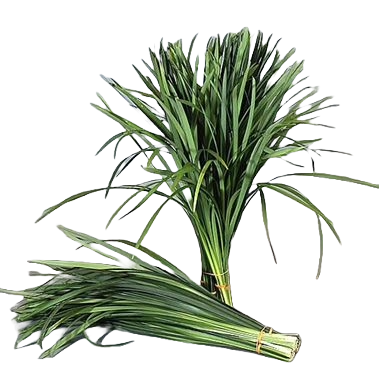 China Grass-Sri Lanka – Reemflora