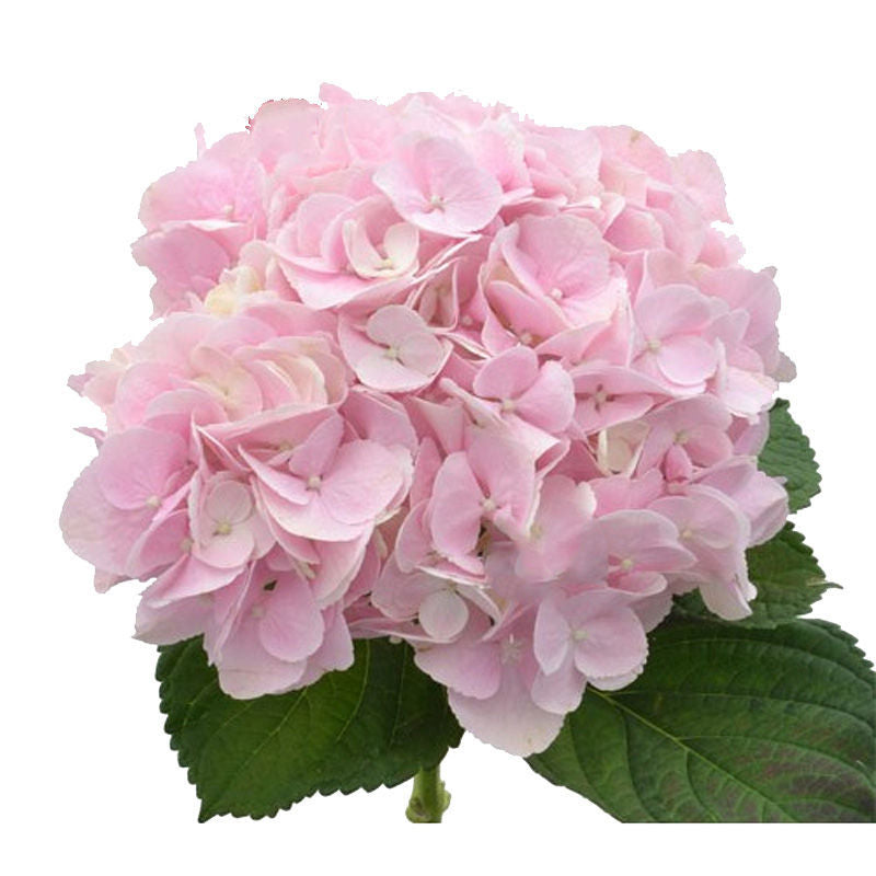 Hydrangea Pink – Reemflora