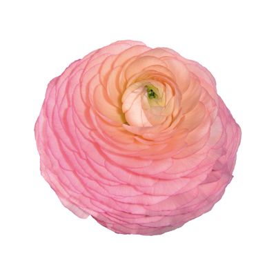 Ranunculus Succes Venere per stem – Reemflora