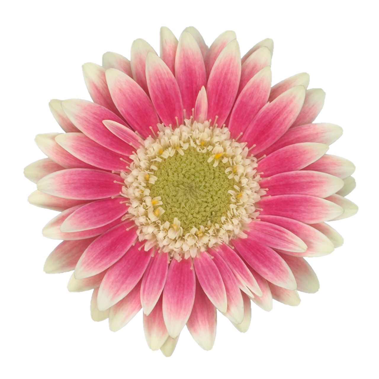 Gerbera Mini Piccolini Linosa Per Stem – Reemflora