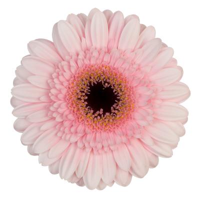 Gerbera Mini Everton – Reemflora