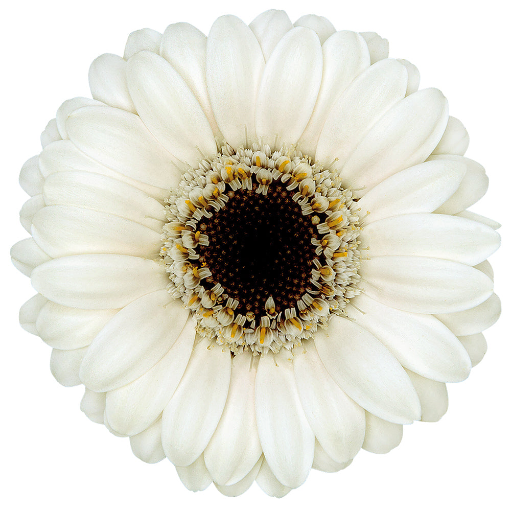 Gerbera Mini Piccolini Livorno Per Stem – Reemflora