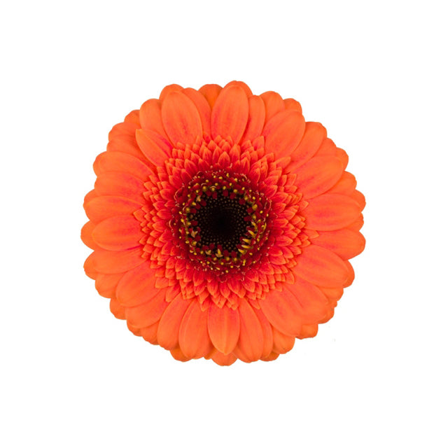 Gerbera Mini Spirit – Reemflora