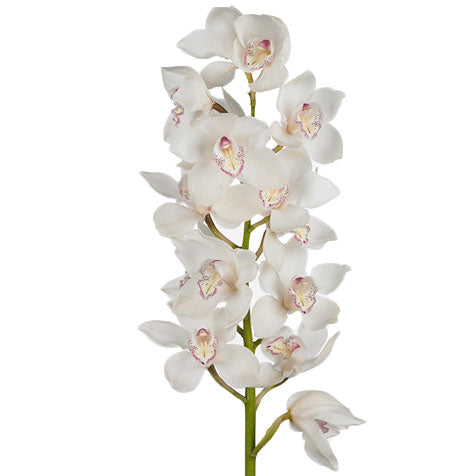Cymbidium White – Reemflora